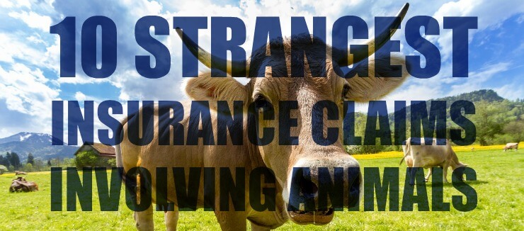 10 Strangest Insurance Claims Involving Animals
