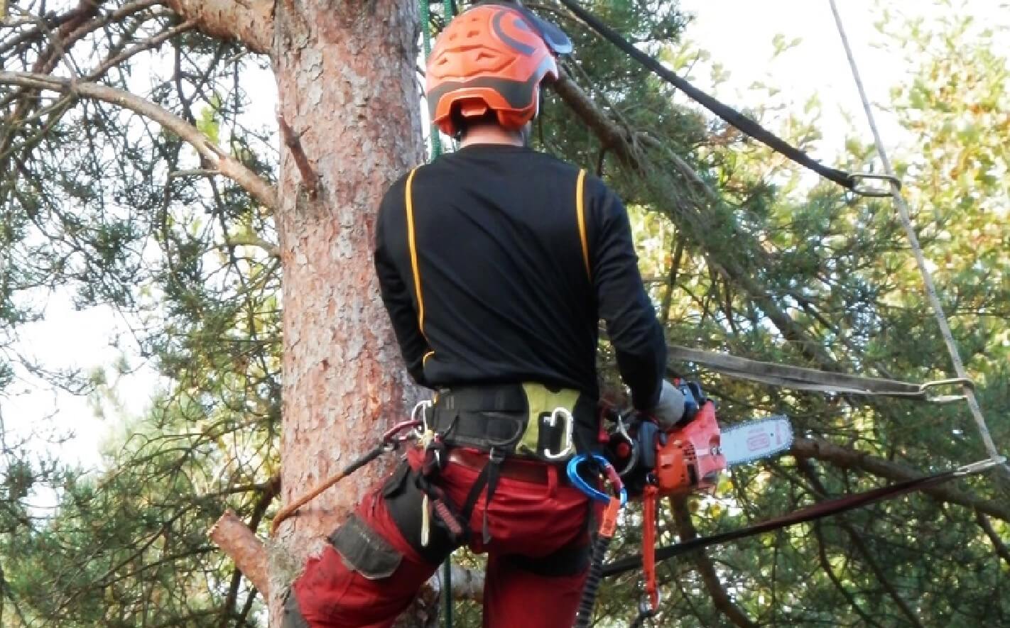The Risks Of Being A Tree Surgeon [INFOGRAPHIC]